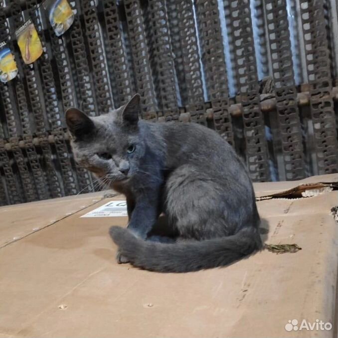 Дымок в добрые руки