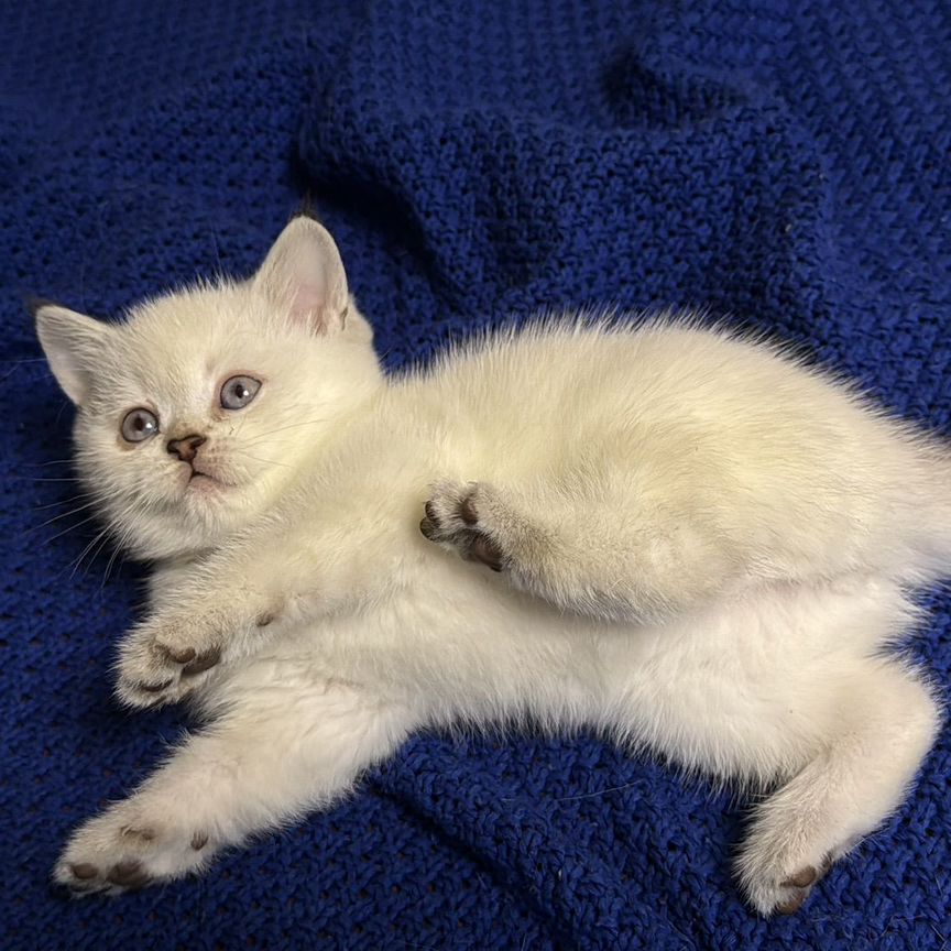 Шотландские котята колорпойнт