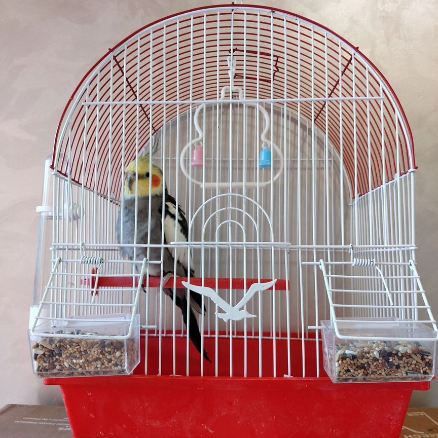 Попугай Корелла с клеткой
