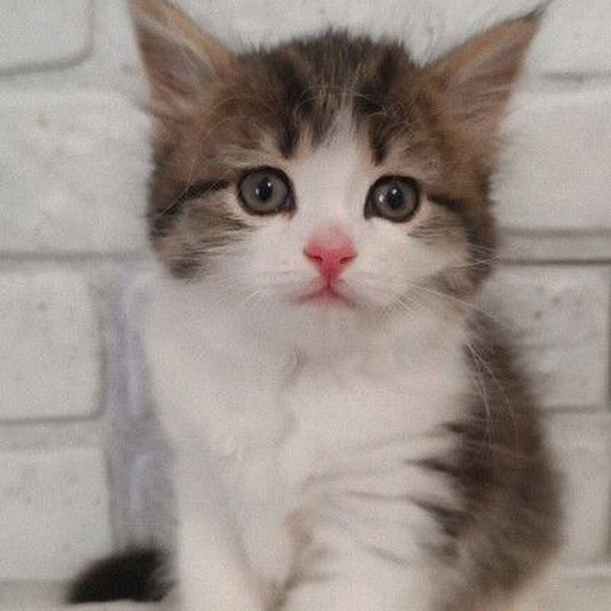 Котёнок-девочка в добрые руки