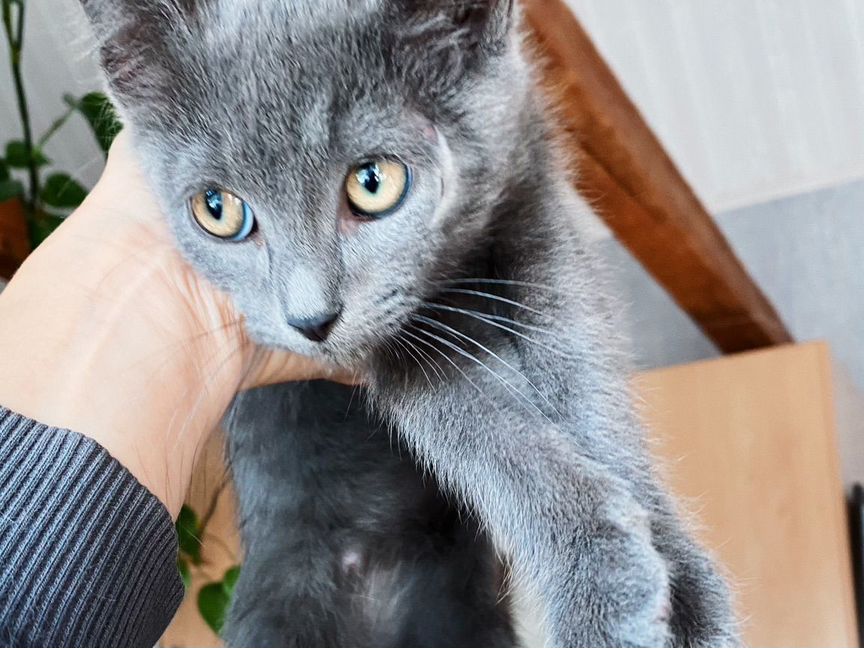 А-ля русский голубой ласковый котёнок 2,5м