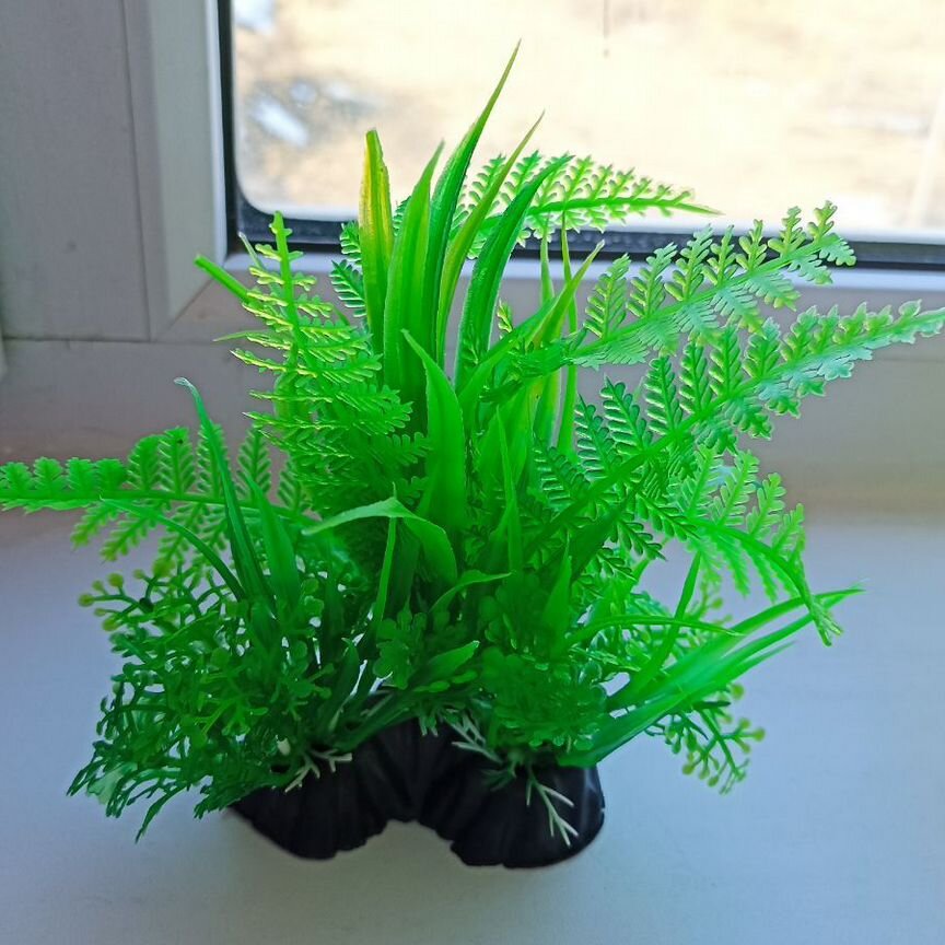 Водоросли для аквариума