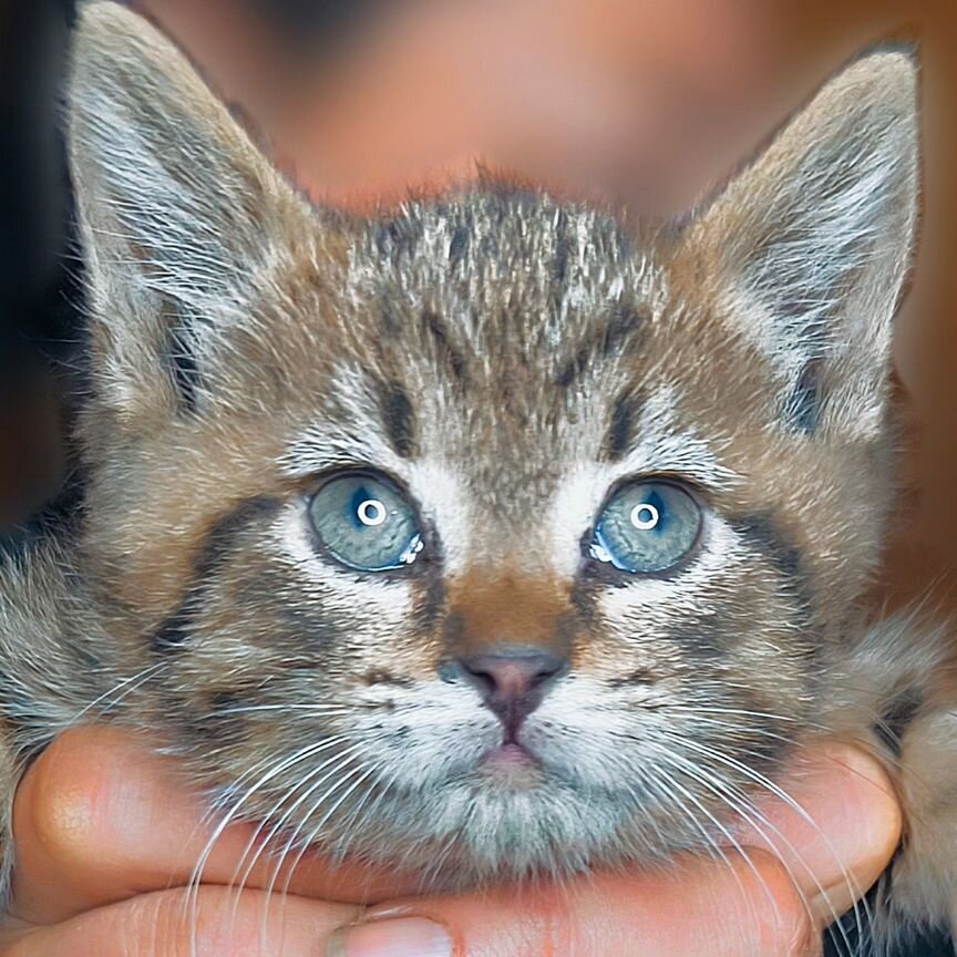 Котёнок-мальчик Люк, 2 месяца
