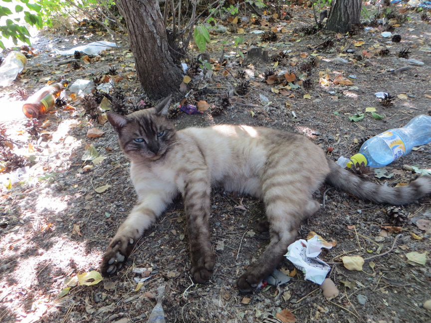 Котик сиамо-бенгал ищет дом