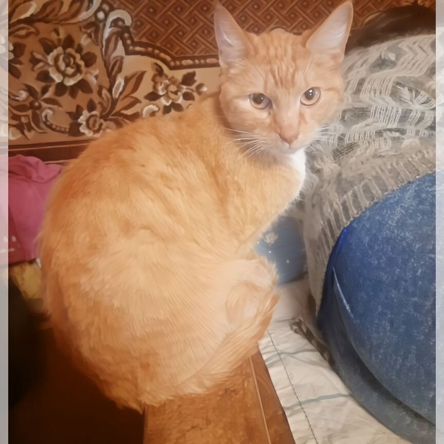 Донской сфинкс, взрослый кот