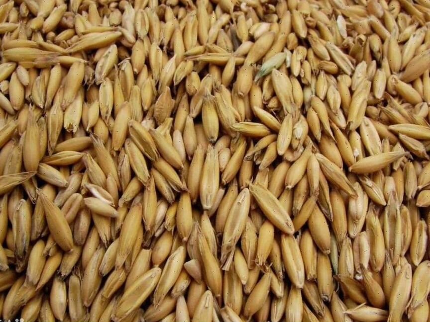 Овес в мешках