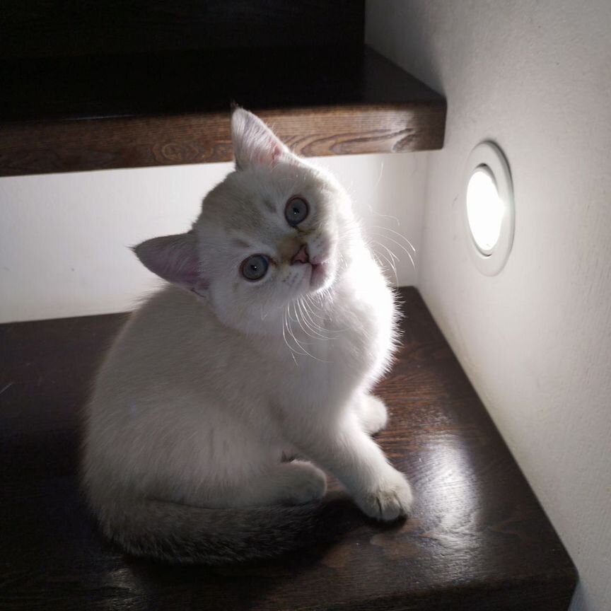 Шотландские котята