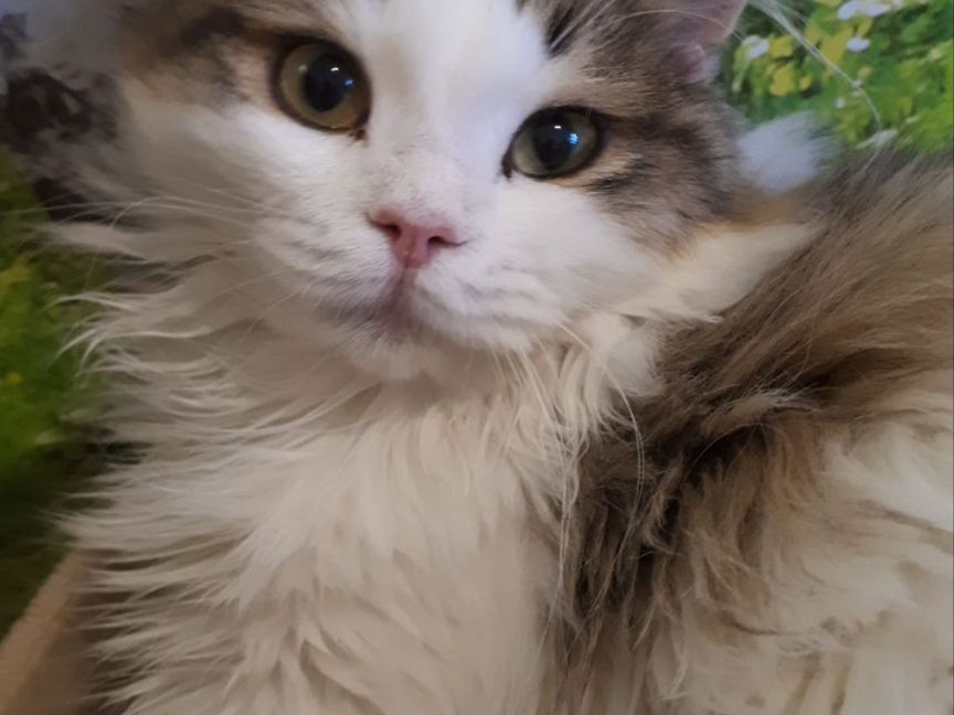 Кот