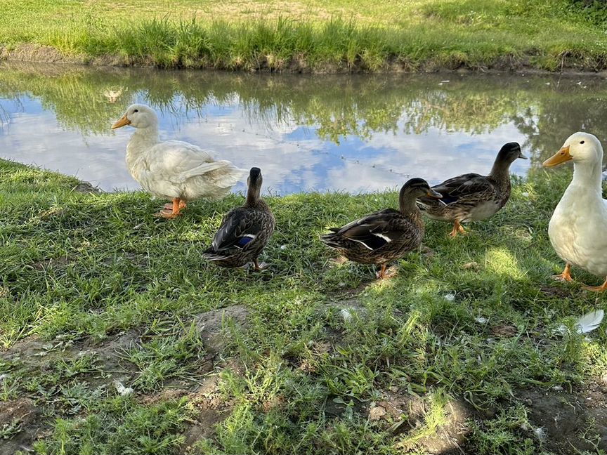 Подсадные утки