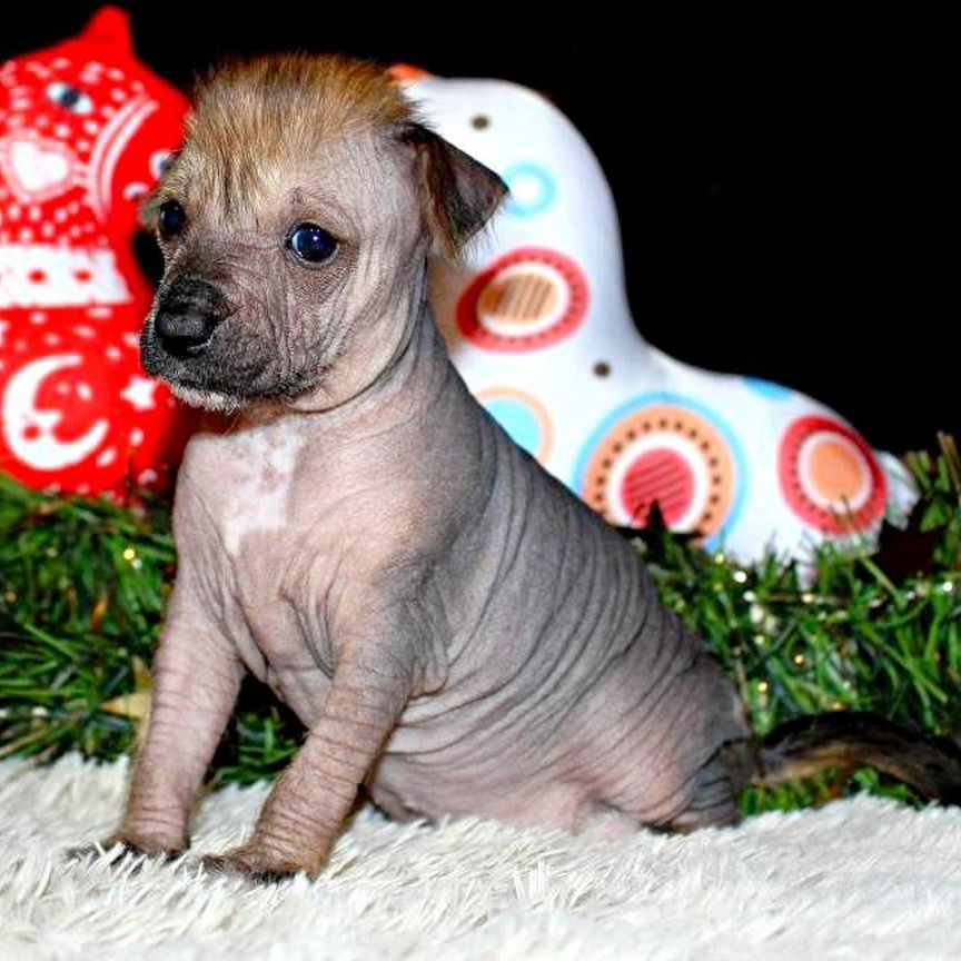 Мексиканская голая собака, щенок