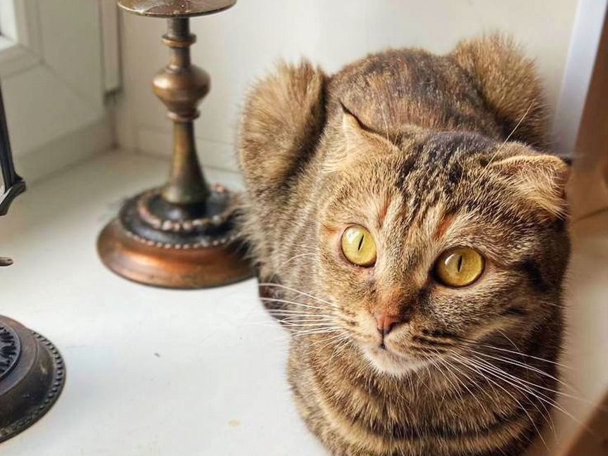 Кошка ищет дом