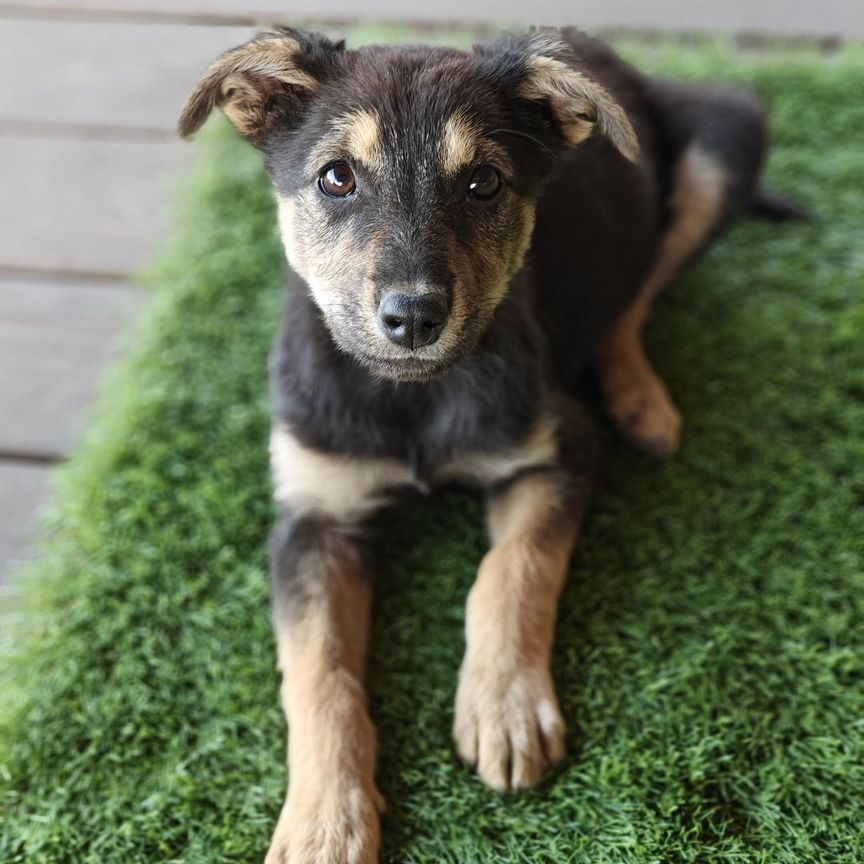 Собака щенок девочка в добрые руки