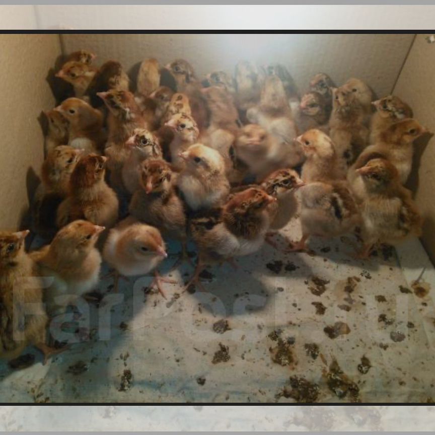 Цыплята кучинской породы,продажа 22 ноября