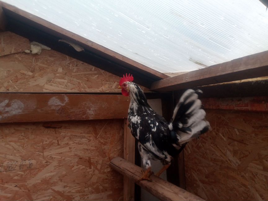 Молодые петухи