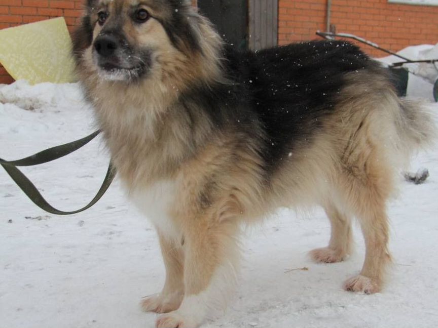 Собака из приюта в добрые руки