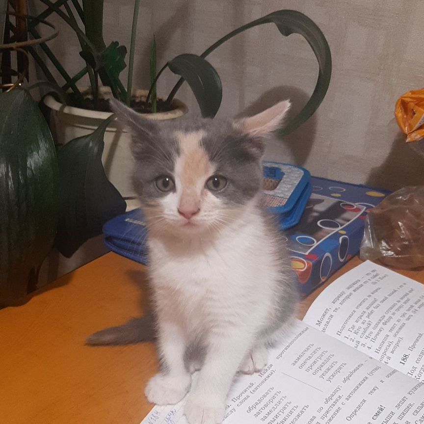 Отдам котят в очень добрые руки