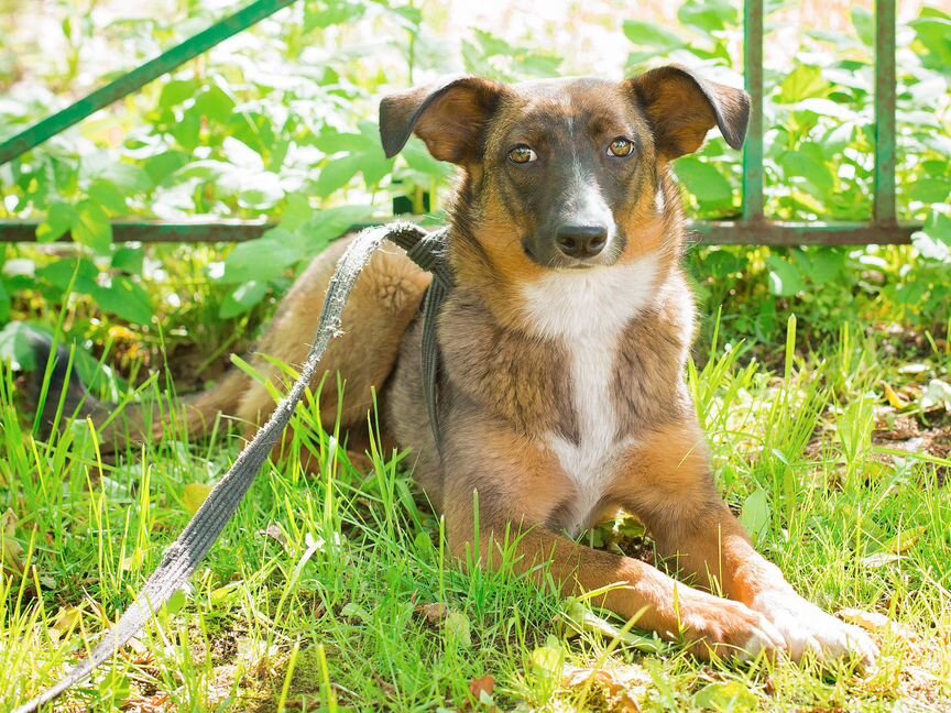 Щенок Поночка ищет дом