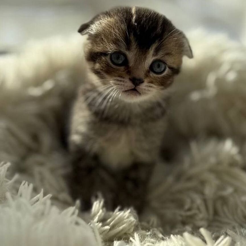 Шотландский вислоухий короткошёрстный котёнок