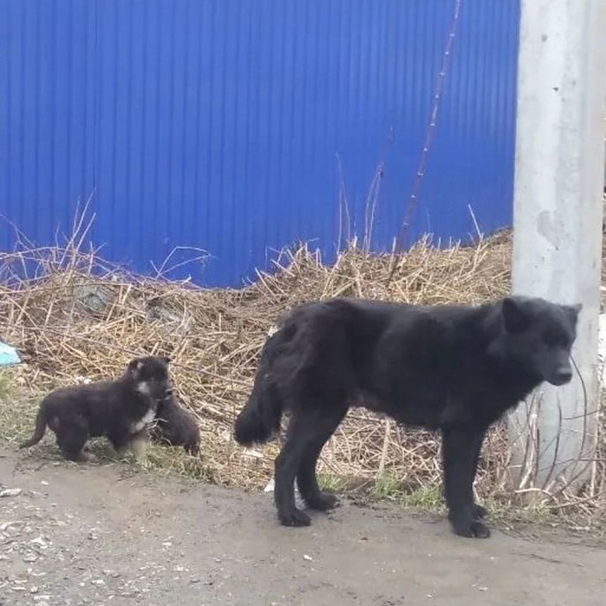 Щенок в добрые руки