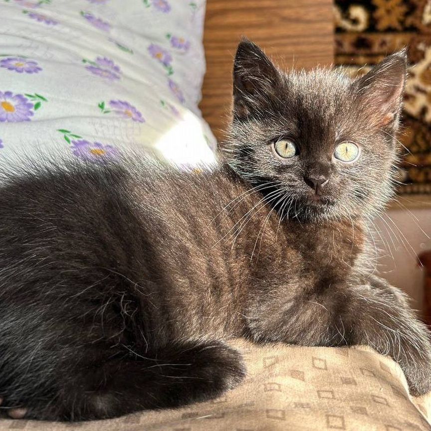 Котенок в добрые руки