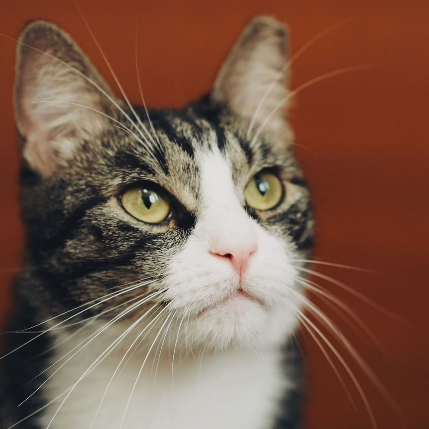 Гарри великолепный ищет друга