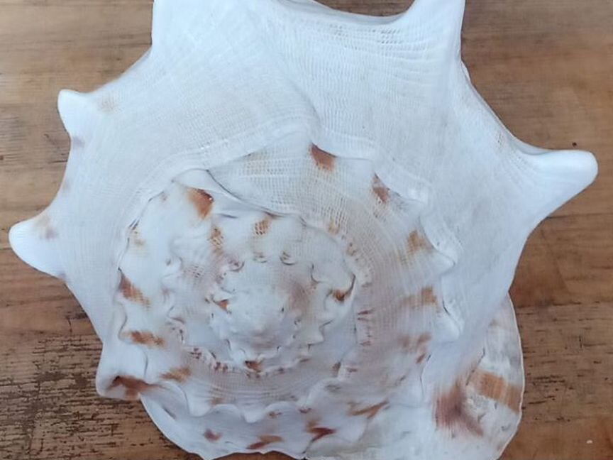 Большая морская ракушка 27см для аквариума