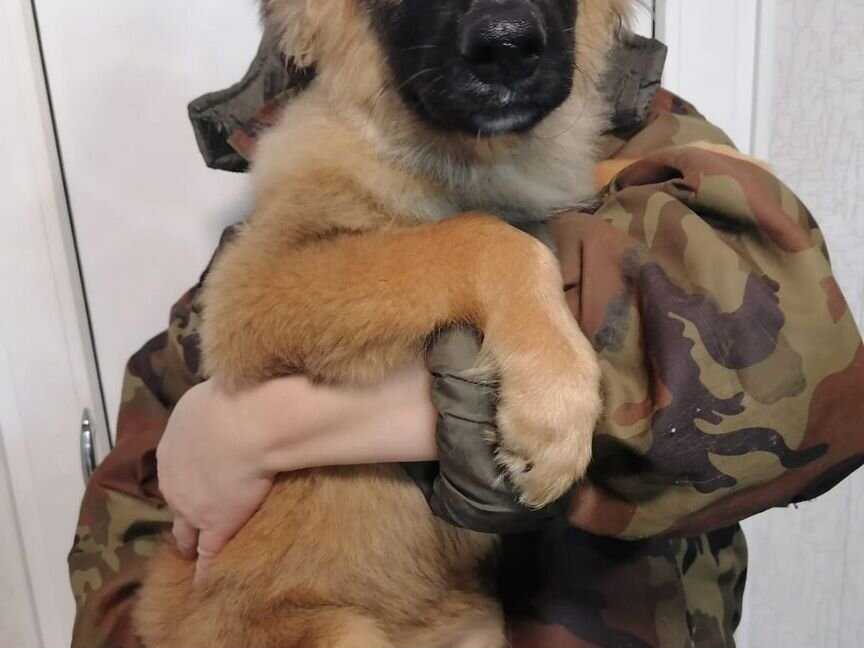 Собака в добрые руки щенок
