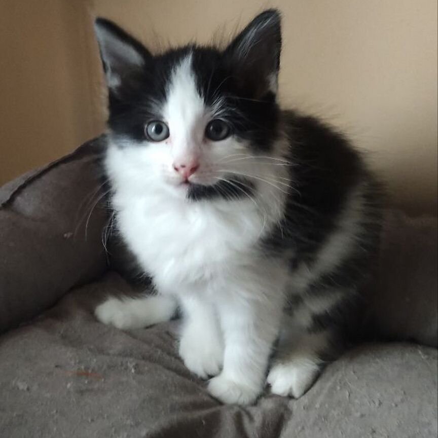 Котенок в добрые руки