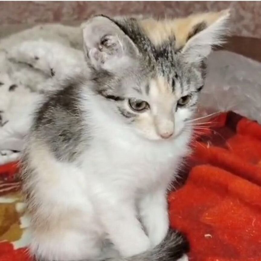 Котенок в добрые руки