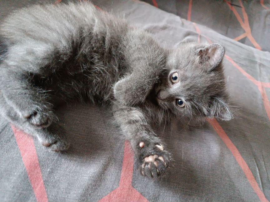 Котенок