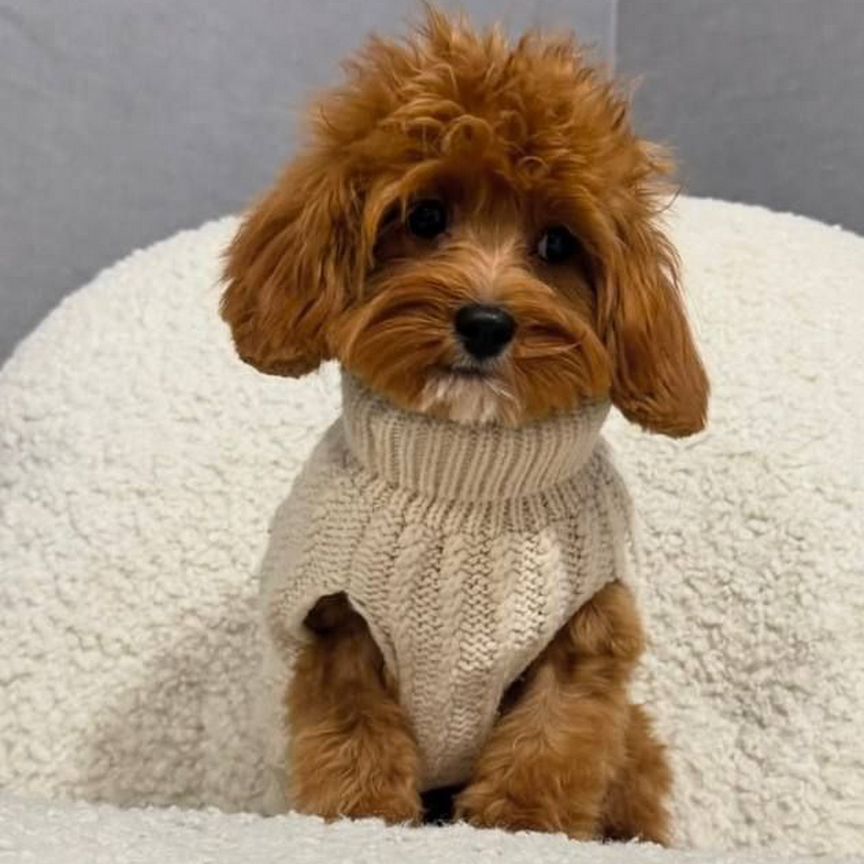 Мальтипу, щенок