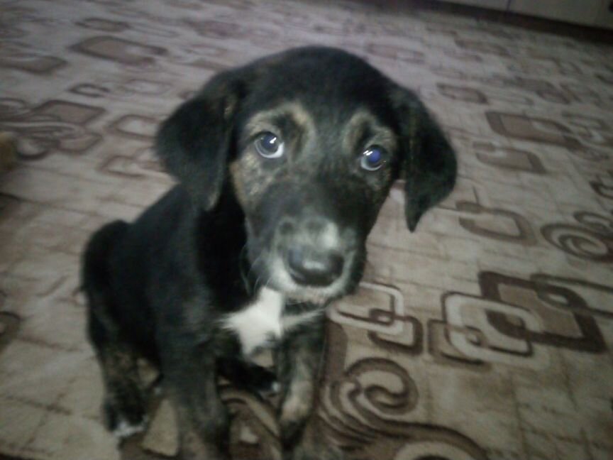 Отдам в очень хорошие руки