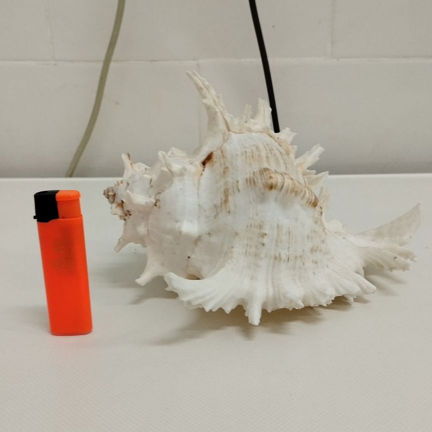 Ракушка для аквариума большая морская