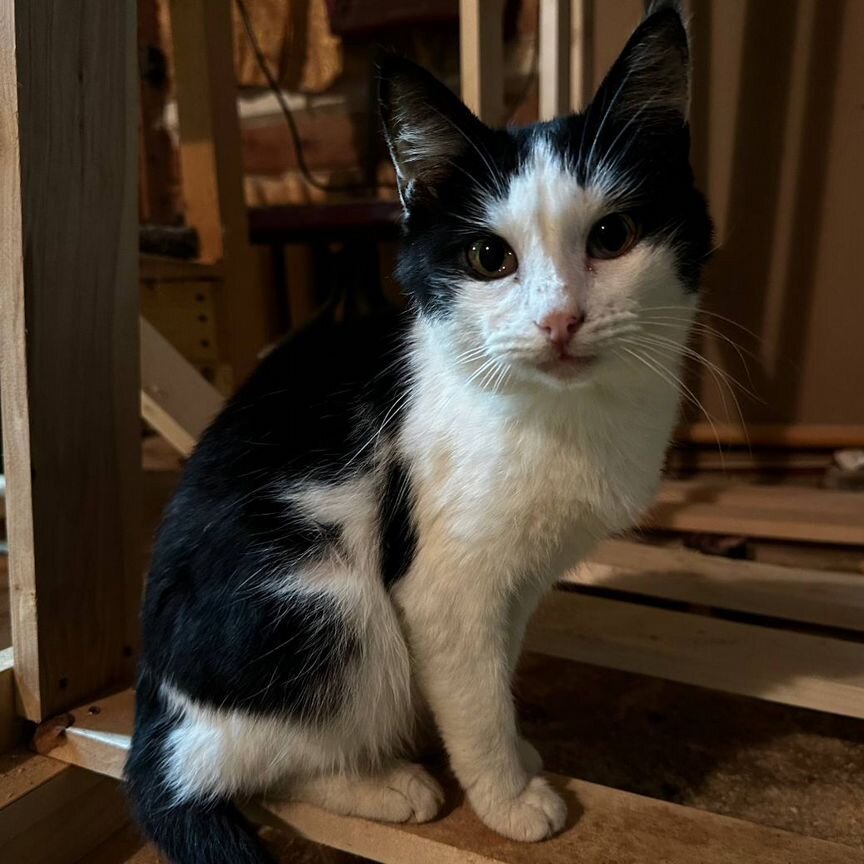 Взрослый кот в добрые руки