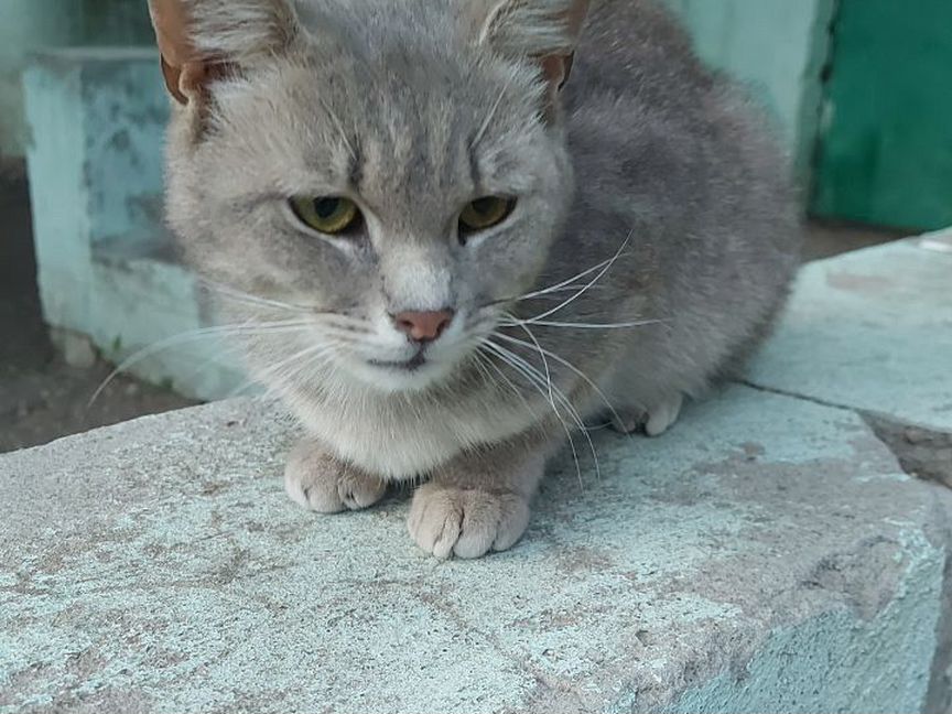 Кот Дымка в добрые руки