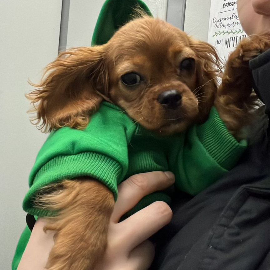 Щенки рубин и бленхейм