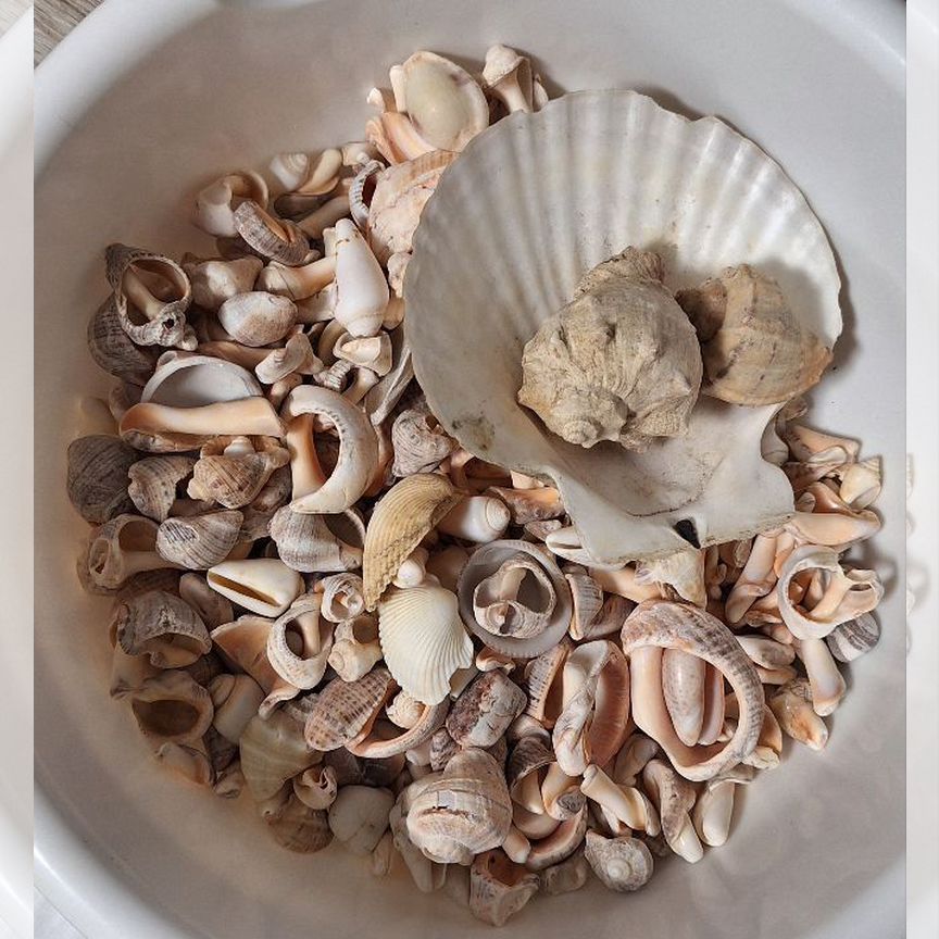 Морские ракушки раковины