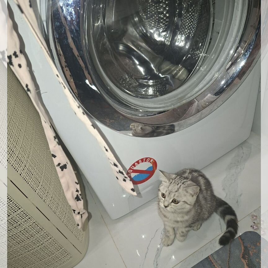 Британский короткошёрстный котёнок