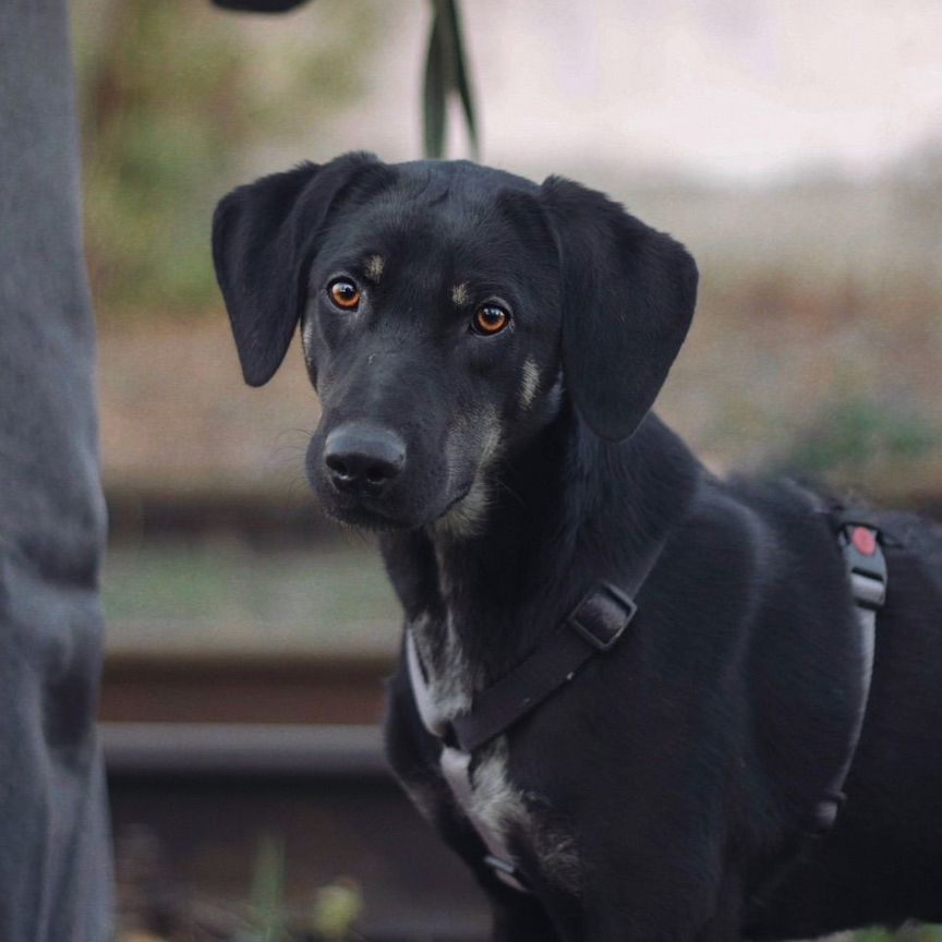 Собака в добрые руки