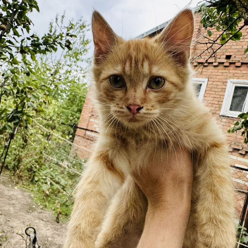 Котенок мальчик