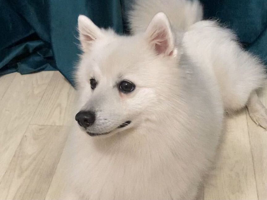 Японский шпиц