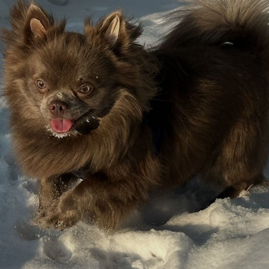 Чихуахуа, взрослый пёс