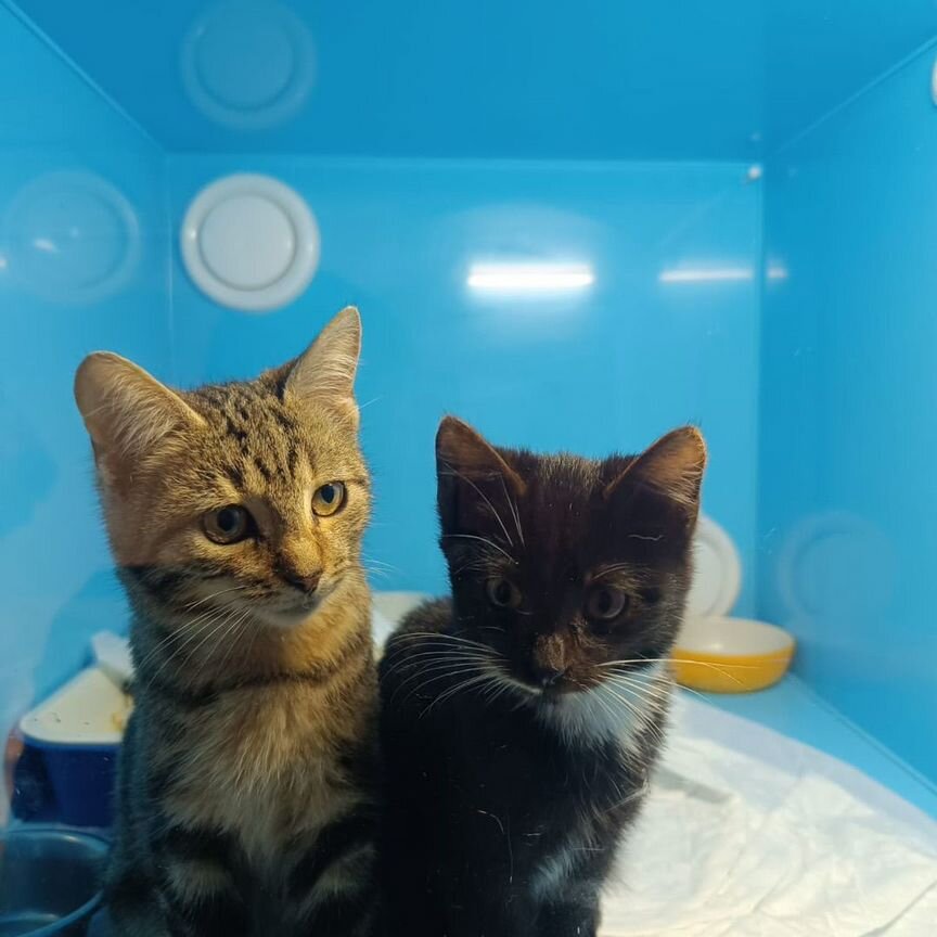 Котенок в добрые руки
