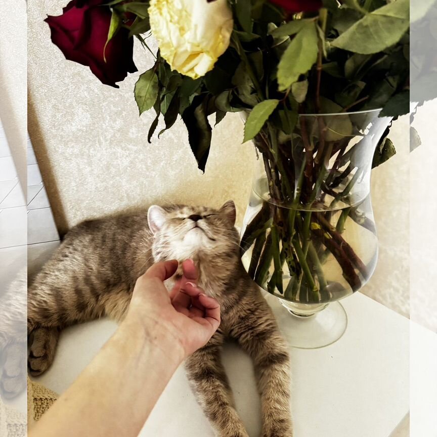 Британская кошка