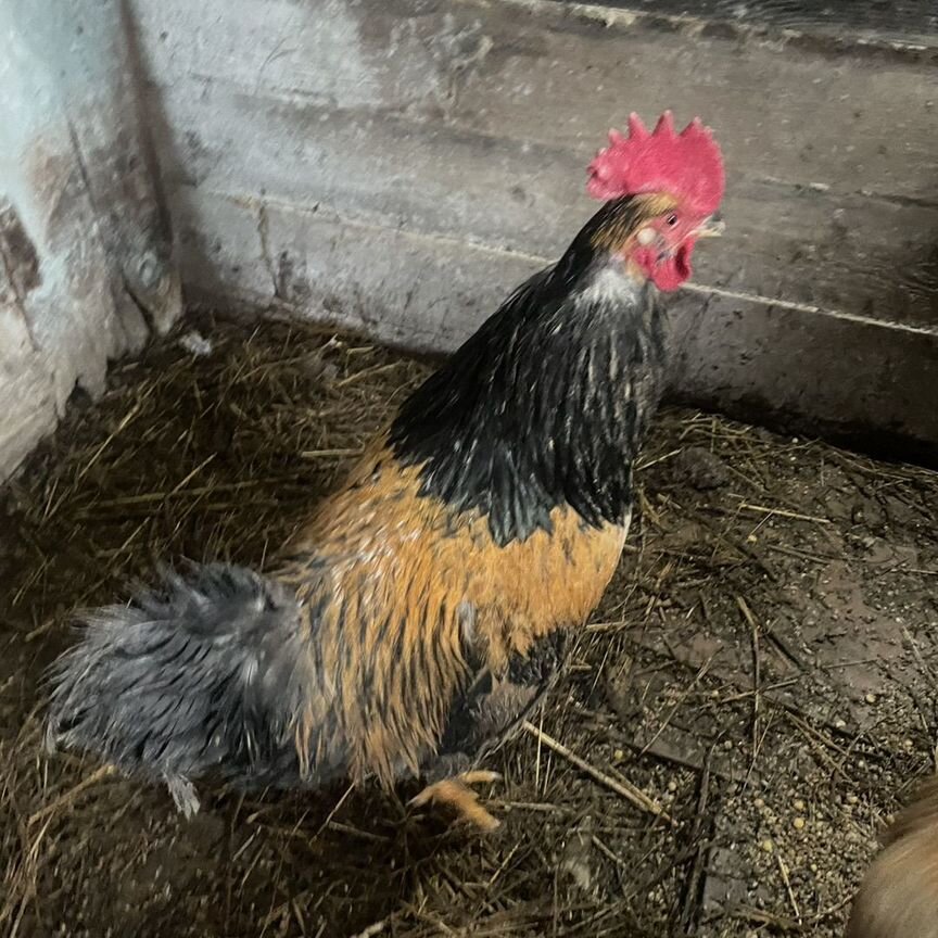 Продам петухов