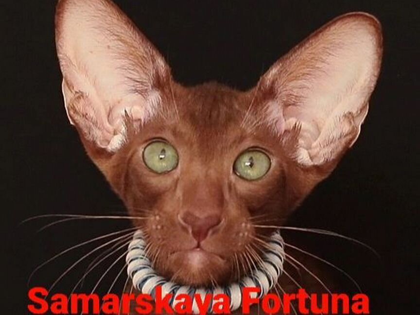 Шоколадный котик
