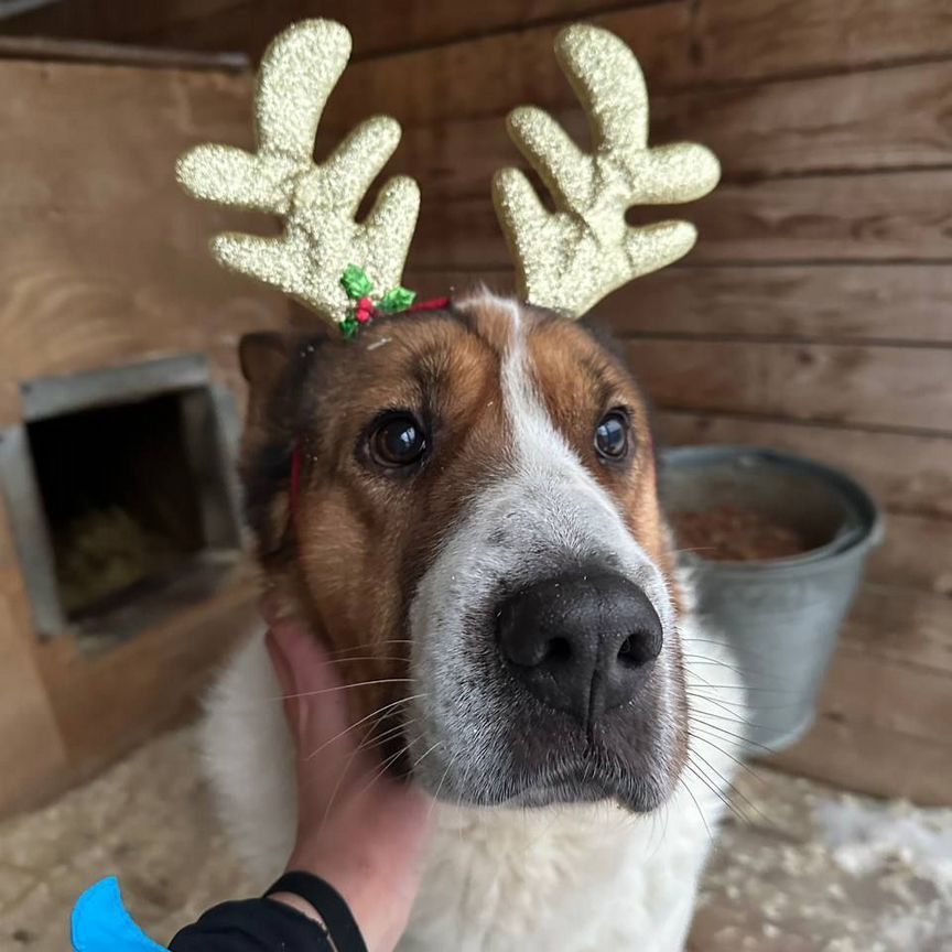 Собака с характером для настоящего мужчины