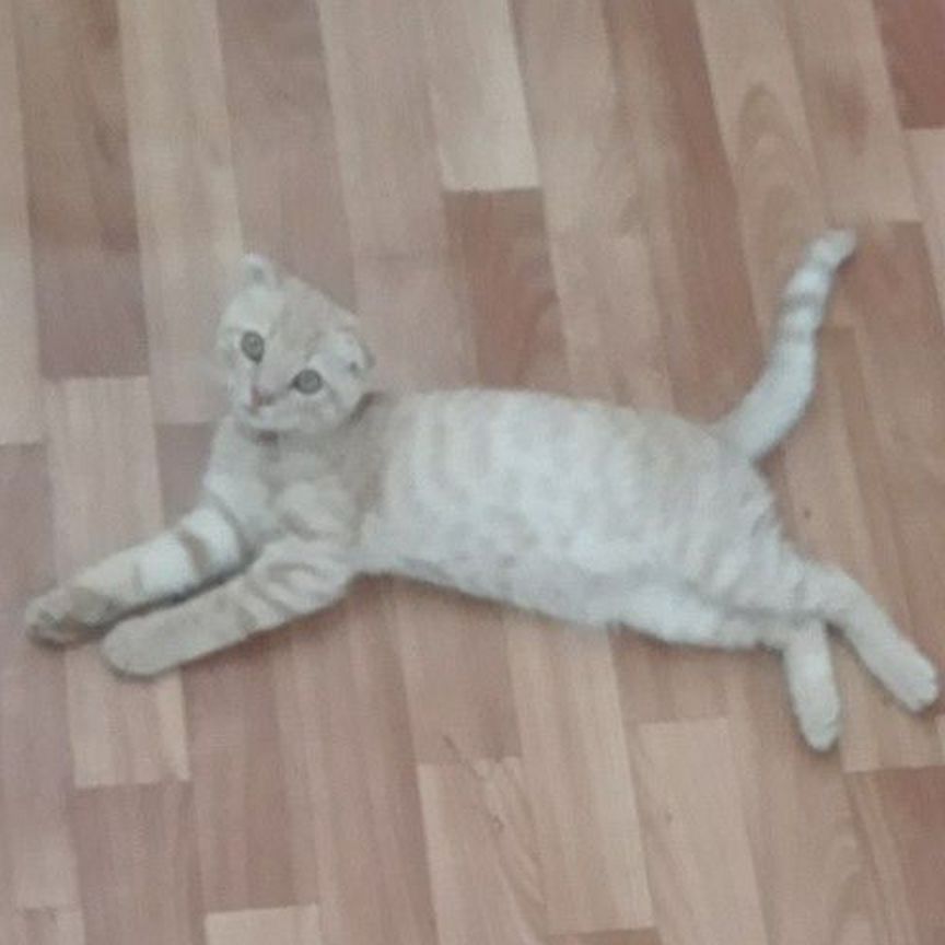 Тайский, взрослый кот