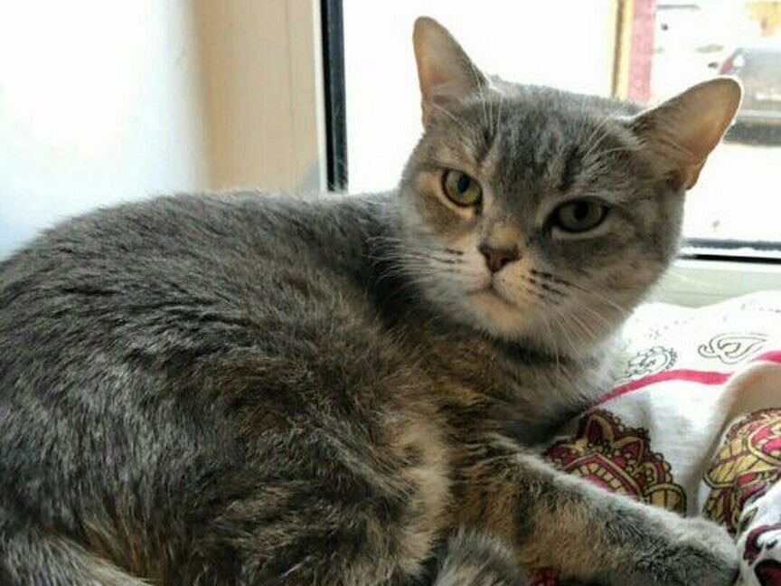 Кошечка Лиза ищет дом