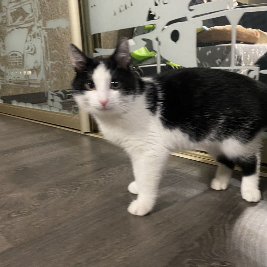 Котенок ласкуша 4 мес мальчик